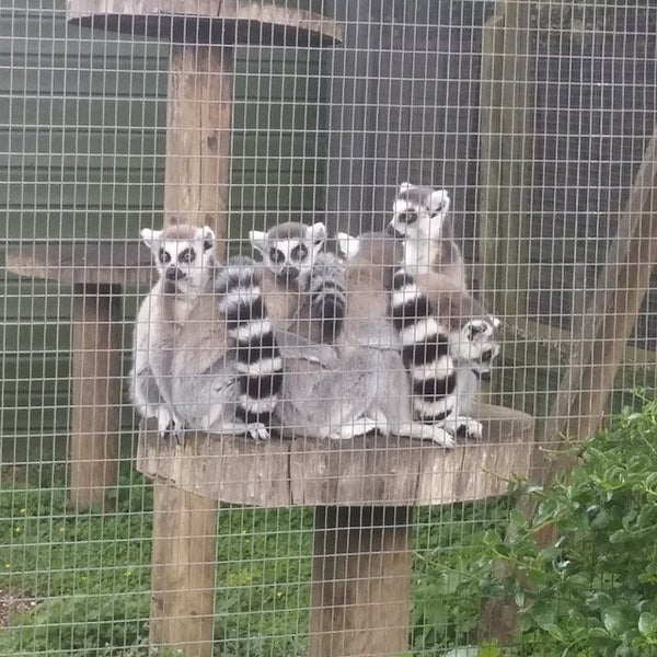 Photos at Beale Wildlife Park - Zoo in Lower Basildon
