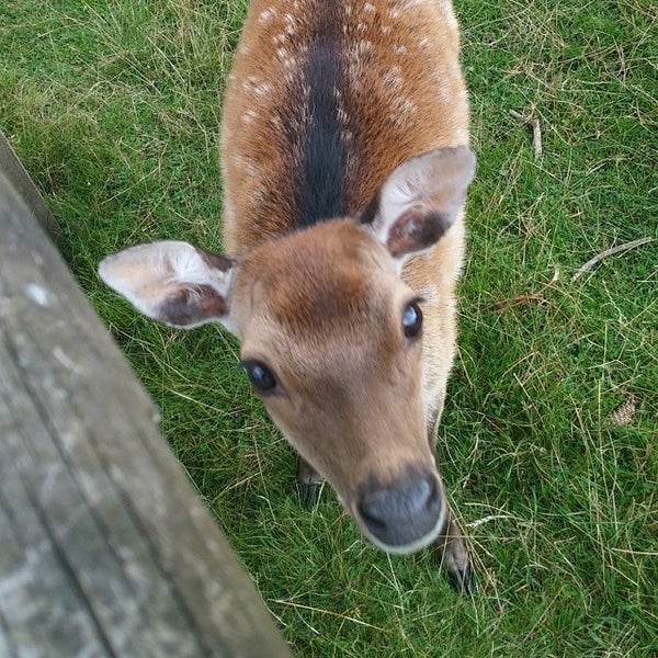 Photos at Beale Wildlife Park - Zoo in Lower Basildon
