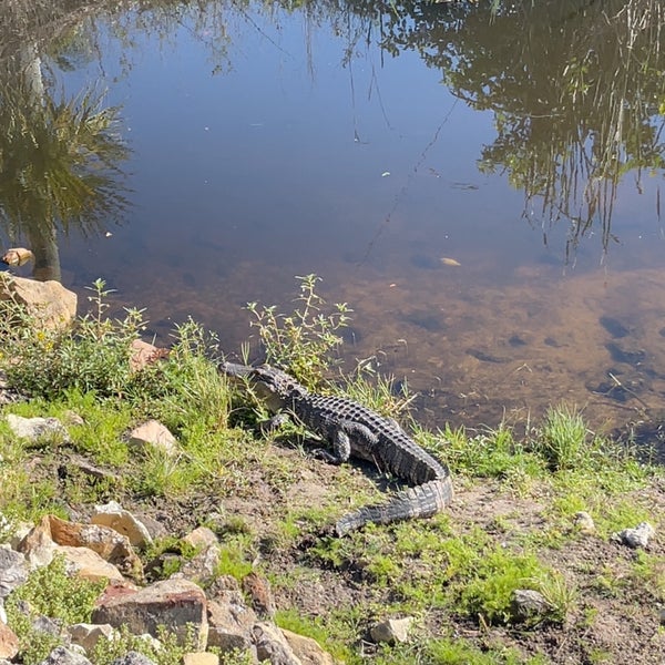 Westgate River Ranch - Resort