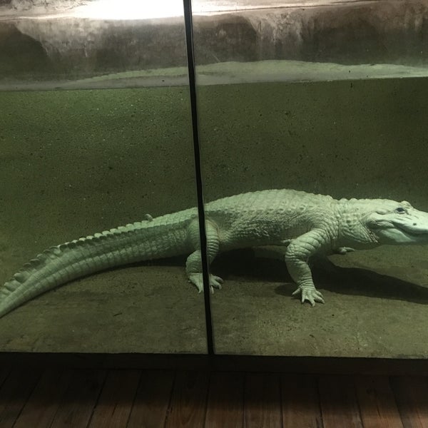Swamp At Audubon Zoo - Zoo Exhibit in New Orleans