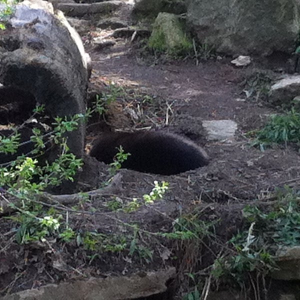 Wolverine Exhibit - Zoo Exhibit