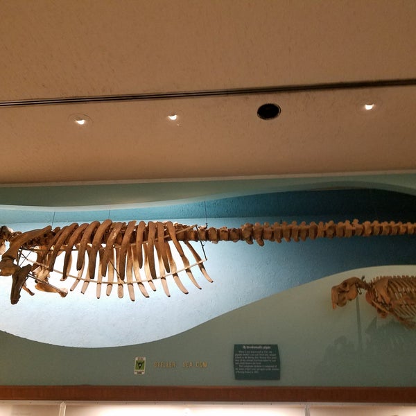 Photos at Osteology: Hall of Bones - Smithsonian's National Museum Of ...