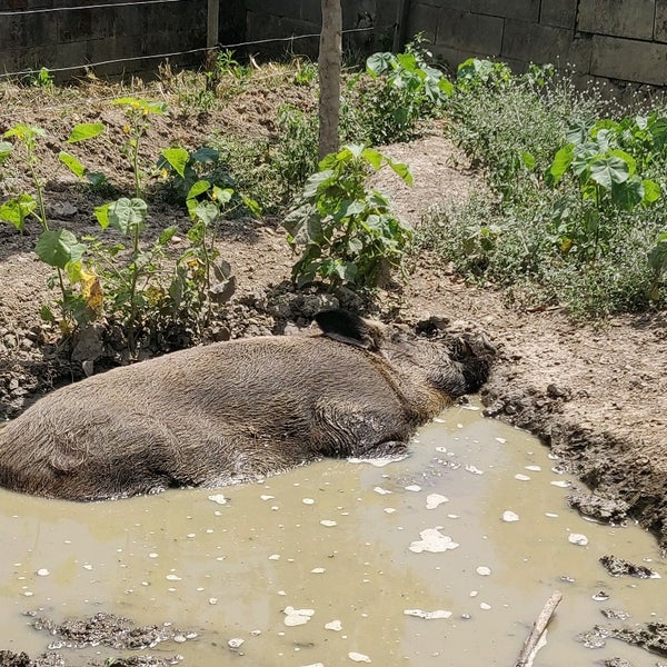 Katica Tanya - Patca, Somogy