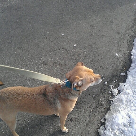 Howe Ice Arena - Skating Rink