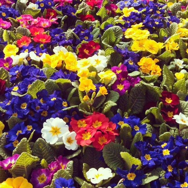 Flowerland - Wyoming, MI