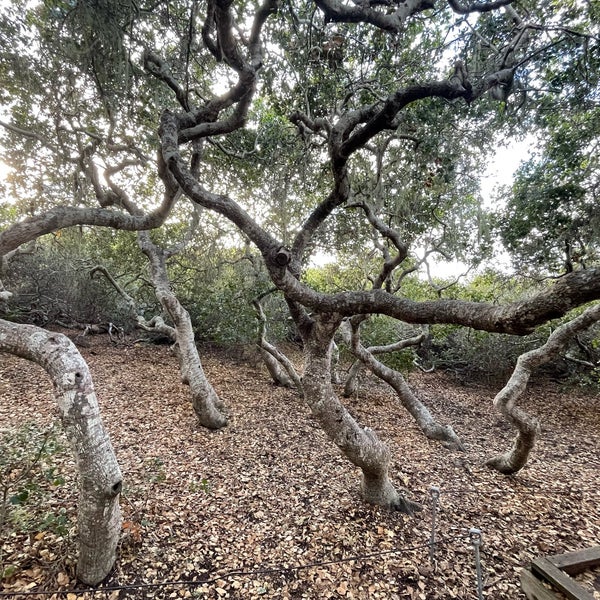 Elfin Forest - 5 tips from 248 visitors