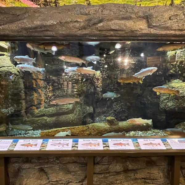 Rainbow Trout Fish Tank