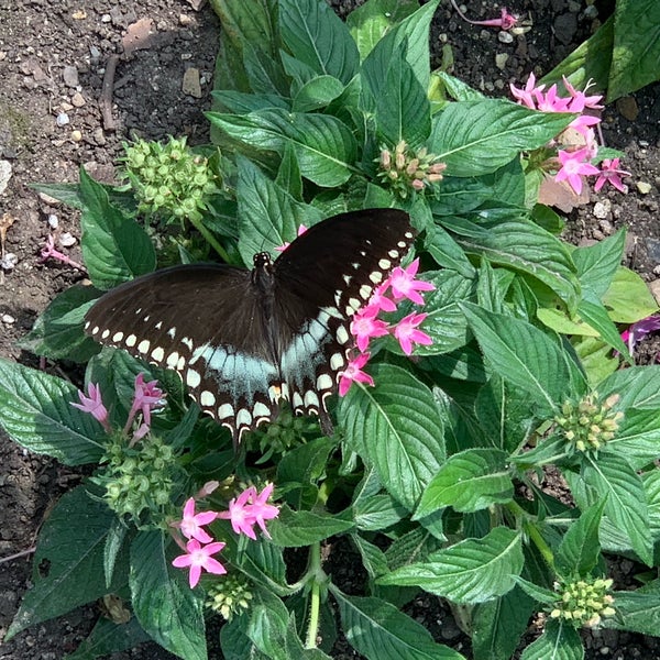 Brookfield Zoo Butterfly Exhibit