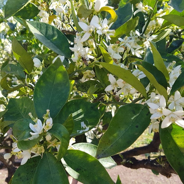 Parc Exflora - Antibes, Provence-Alpes-Côte d'Azur