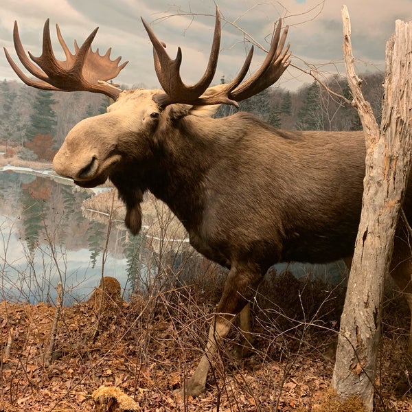 Museum of Natural History - History Museum in Halifax