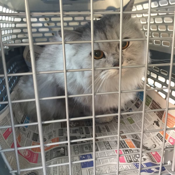 Photos at Gasing Veterinary Hospital - Veterinarian in Petaling Jaya