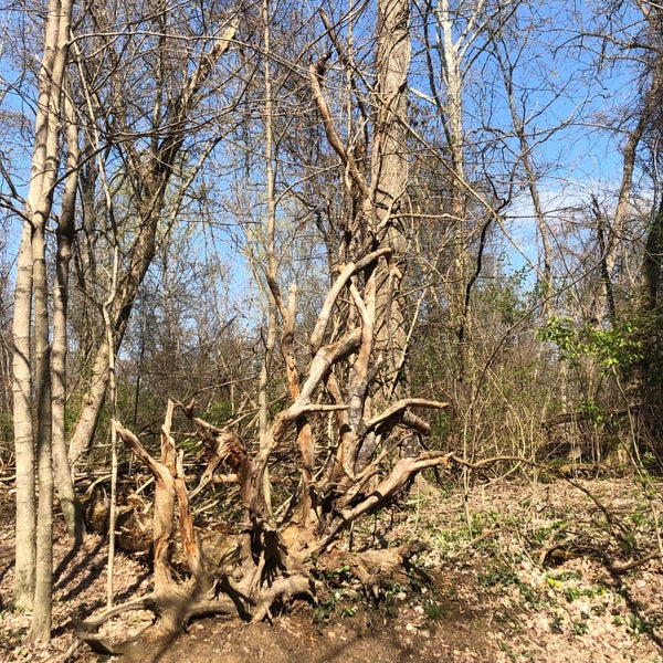 Withrow Nature Preserve - 2 tips