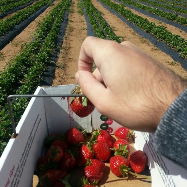 Sweet Berry Farm - 15 tips