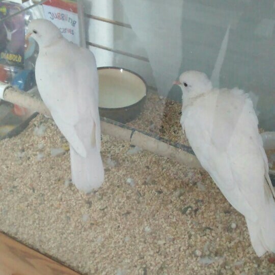 Magic Dove Magic Shop - Gift Store in Cocoa