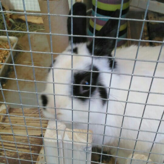 Magic Dove Magic Shop - Gift Store in Cocoa