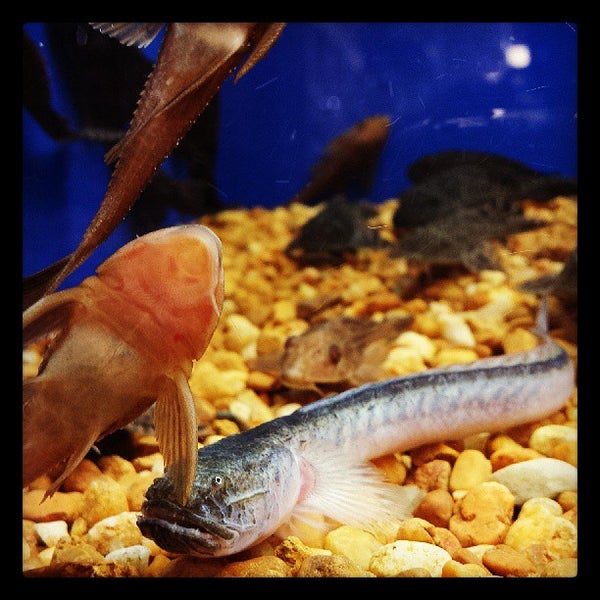 Dragonfish Walmart