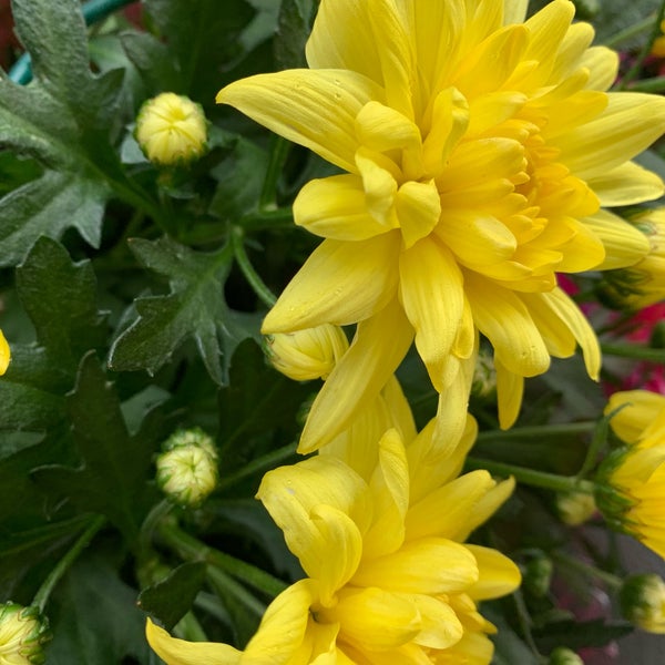 Kane's Flower World - Rt 114
