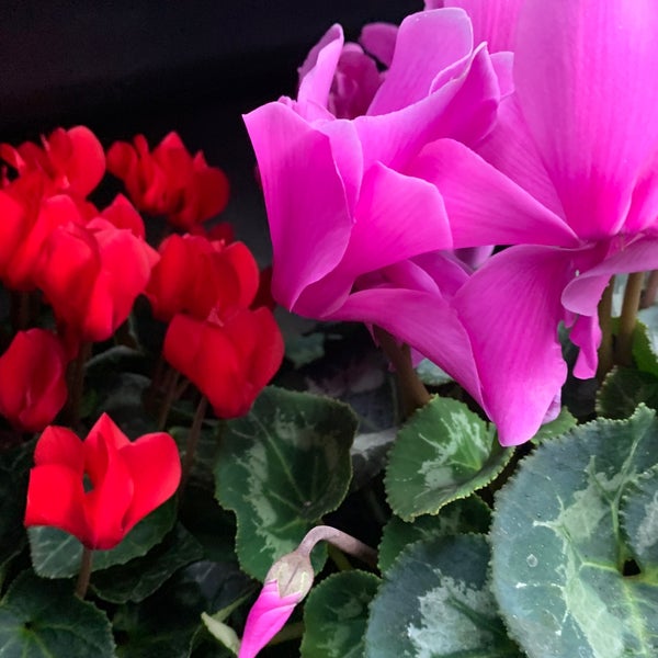 Photos at Kane's Flower World - Rt 114