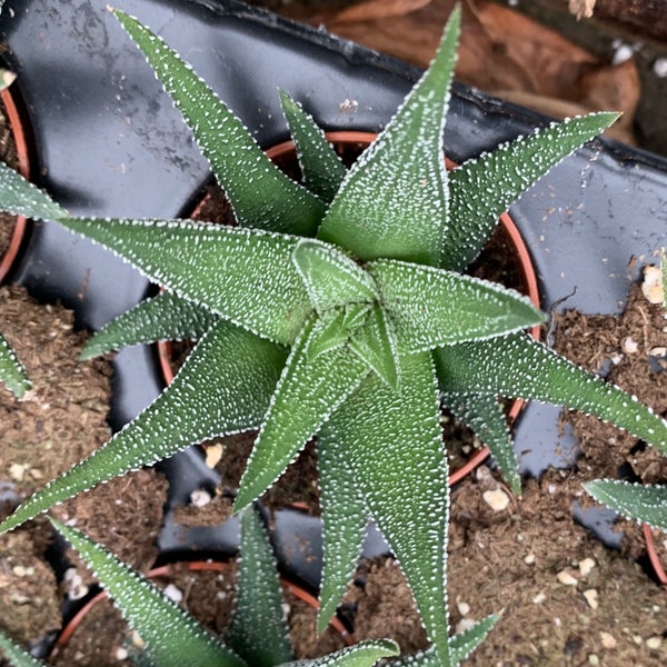 Photos at Kane's Flower World - Rt 114