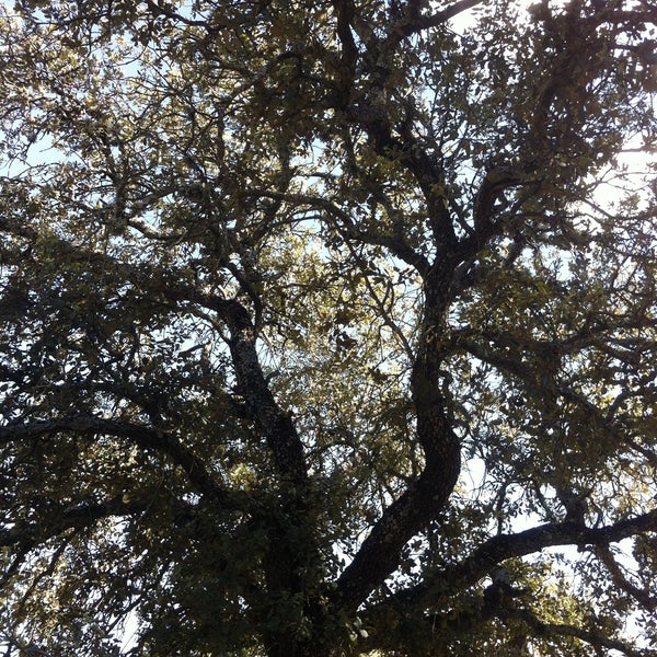 Monte de El Pardo - El Pardo - 1 tip from 178 visitors