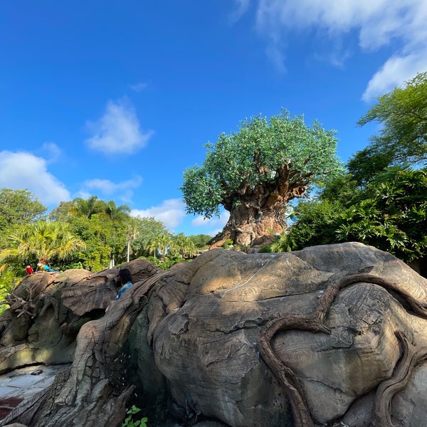 Divine The Tree Lady - Winter Garden, FL