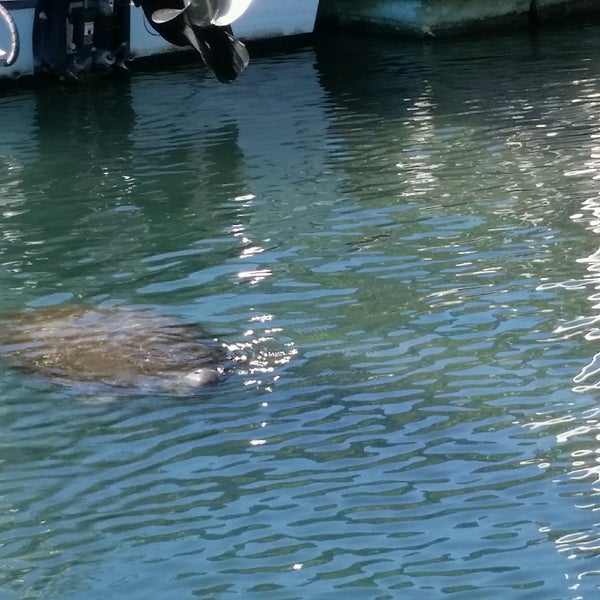 Manatee Tour And Dive - Crystal River, FL