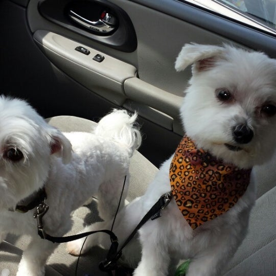 Poochie Bath & Boutique - 1 tip