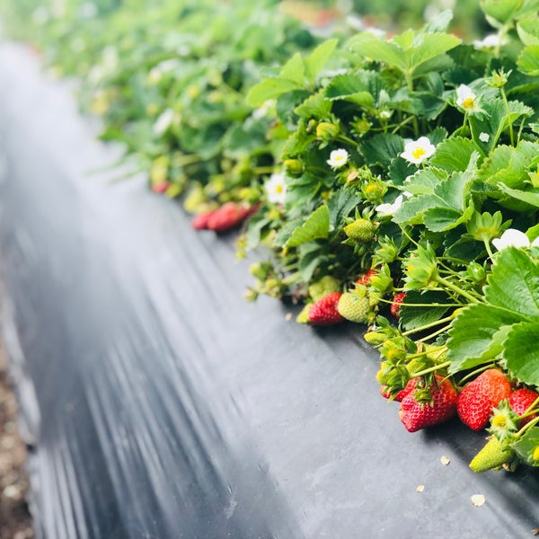 Swanton Coastways Ranch U-Pick - 2 tips from 55 visitors