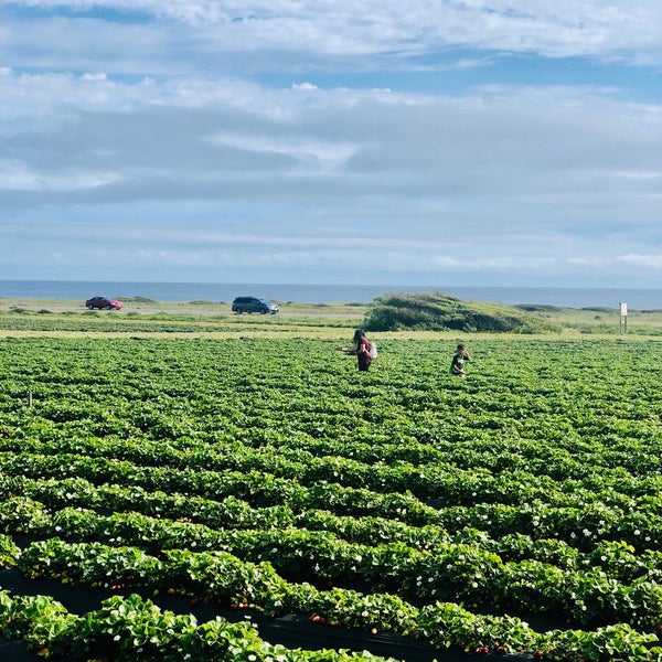 Swanton Coastways Ranch U-Pick - 2 tips from 55 visitors