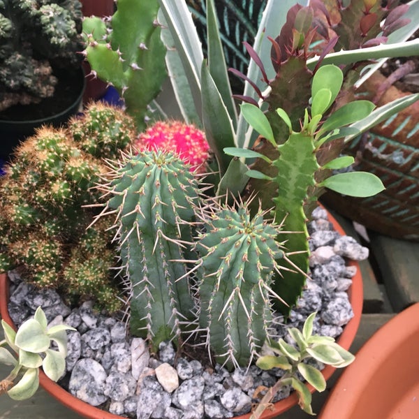 Pike Nurseries - 4 tips