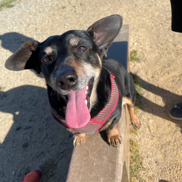 San Leandro Marina Dog Park - San Leandro, CA
