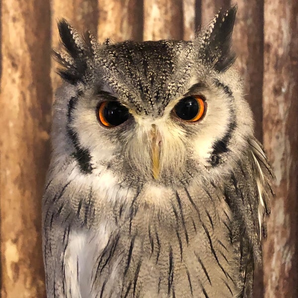 The Animal Café (ดิ แอนนิมอล คาเฟ่) - Pet Café in Yan Nawa