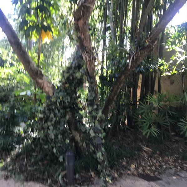 Divine The Tree Lady - Winter Garden, FL