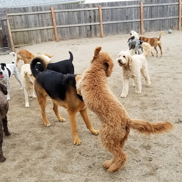 Albon Dog Ranch - Dog Park in Lunenburg