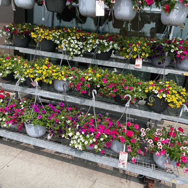 Fortinos Flowers Maple | Best Flower Site