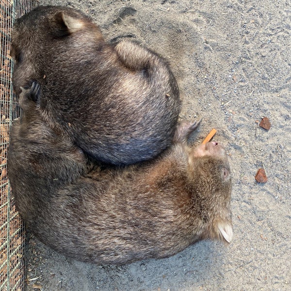 Wombat Enclosure - Zoo Exhibit in Doonside