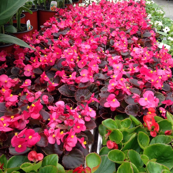 Pépinière Locas - Fabreville - 1 tip