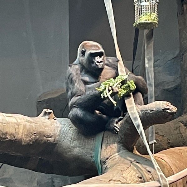 Photos at Henry Doorly Zoo and Aquarium - Zoo in Omaha