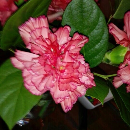 Labutina - Spa in Amsterdam