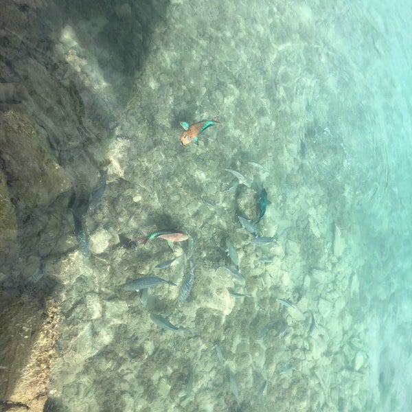 Wahoo's Bistro - Seafood Restaurant