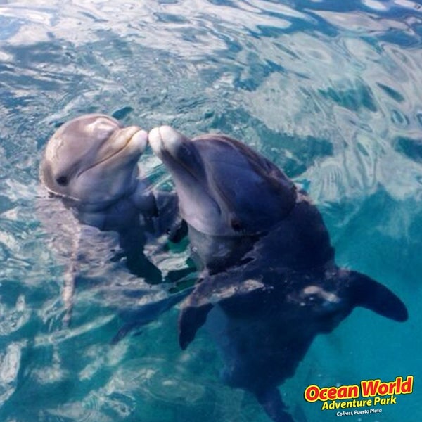 Ocean World Adventure Park - Water Park
