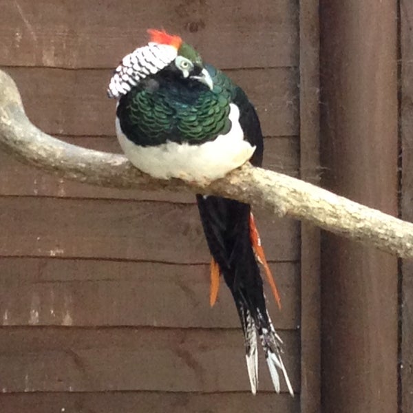 Photos at Beale Wildlife Park - Zoo in Lower Basildon