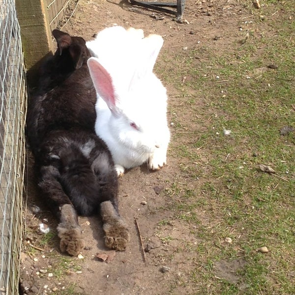 Photos at Beale Wildlife Park - Zoo in Lower Basildon