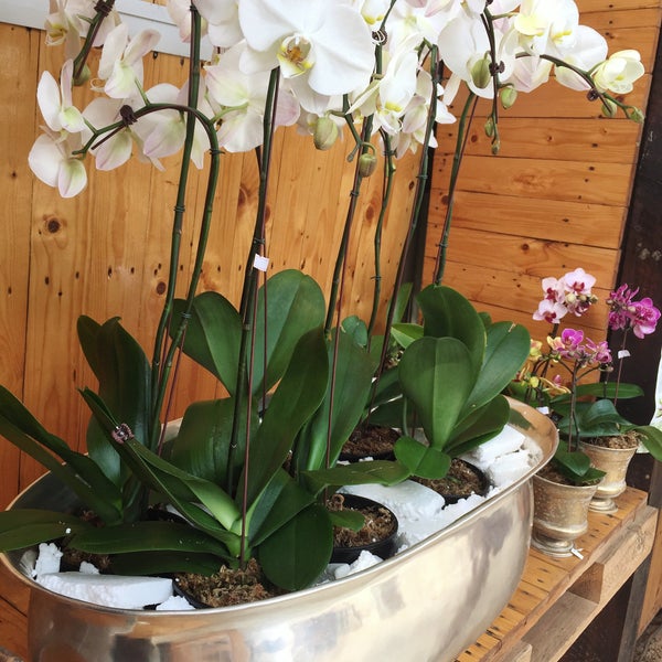 Marvellous Orchid - 1 tip