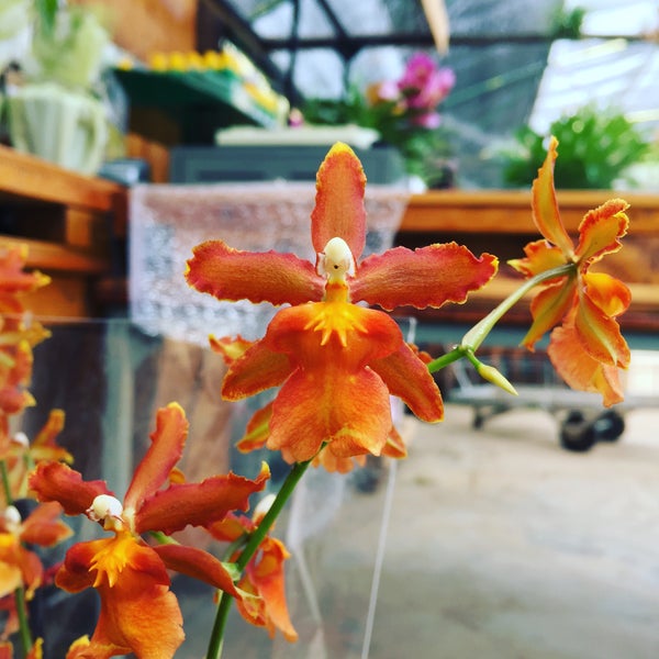 Marvellous Orchid - 1 tip