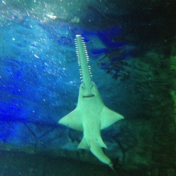 Underwater World - Mooloolaba, QLD