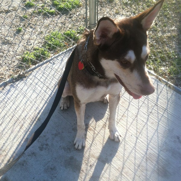 Charleston Dog Parks