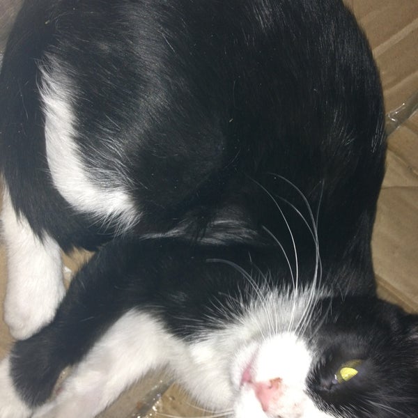 Gato Vago