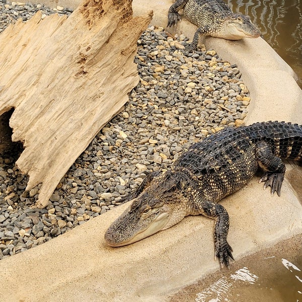 Photos at Gator Chateau - 100 Rue de Lacadie