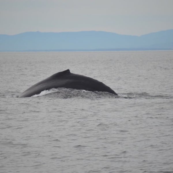 springtide whale watching boat - 4 visitors